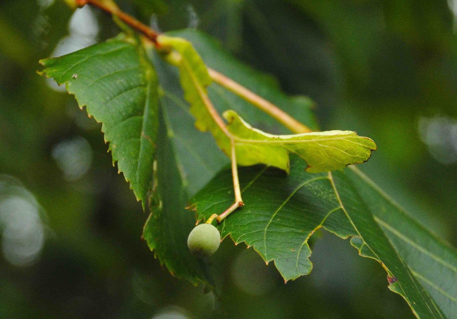 Seasons in the Valley + Furry Gnome's Adventures: Tree Seeds