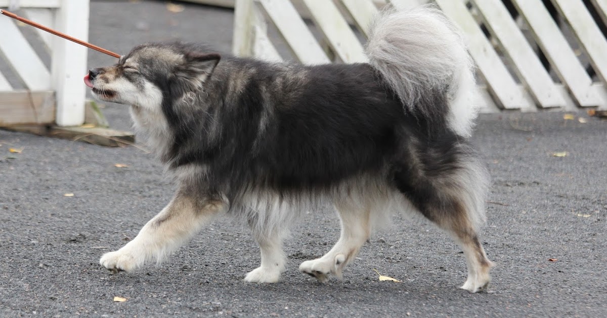 Myrtti, Mette ja Manu: Lappeenranta 13.8