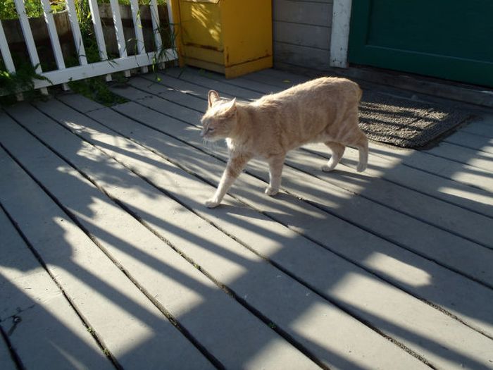 Meet Stubbs, the mayor of Talkeetna (32 pics) | Amazing Creatures