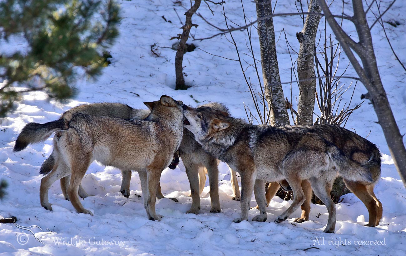 WILDLIFE GATEWAY: Meute de Loups de gris