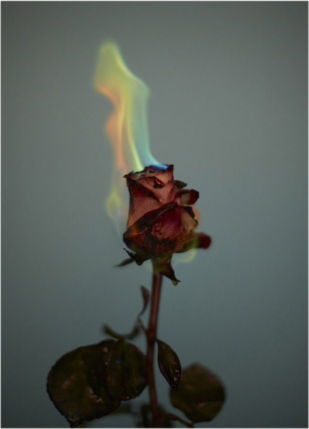 Raver Ria: Inspiration | 'Flowers on Fire' by Photographer Georges Antoni