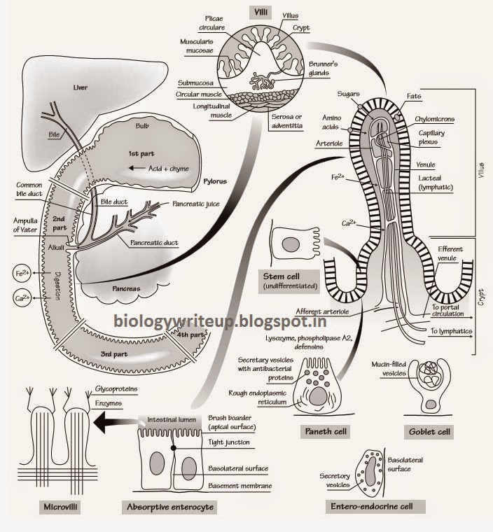 BIOLOGY WRITE-UP - BIOLOGY ARTICLES: DUODENUM OF HUMAN DIGESTIVE SYSTEM ...