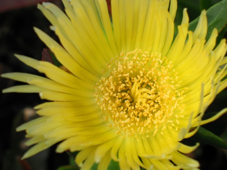 FLORES QUE ENCANTAM O MUNDO: FLORES E SUAS DEFINIÇÕES Racemo ou racimo ...