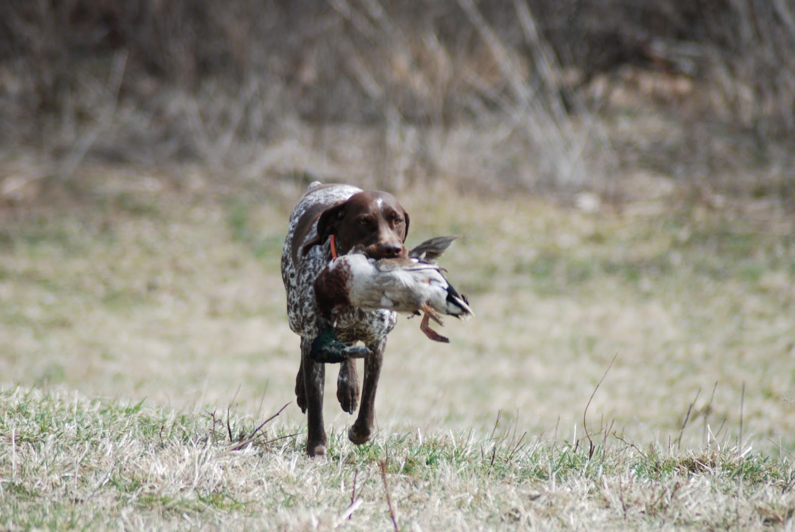 Adventures of a GSP Hunting Dog: Retrieving....