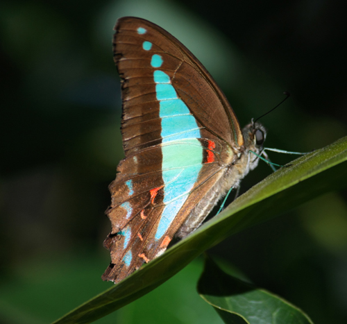 Toowoomba Plants: Local Plants for Local Butterflies
