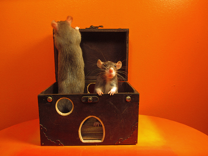 Matthew Fels: Berkshire / Blazed- Rats