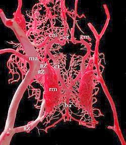 Ohio Birds and Biodiversity: Rete mirabile, or why birds' feet don't freeze