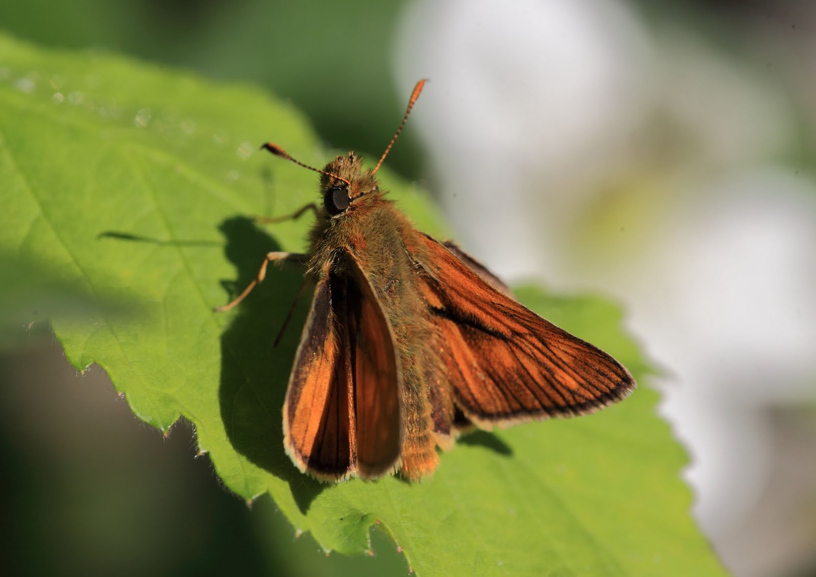 Norsk Zoologisk Forening Sørlandsavdelingen: Sommerfugler i veikanten