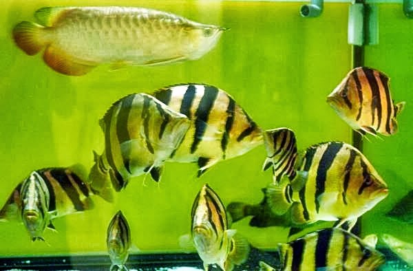 Mengenal Tiger Fish ~ Dunia Air