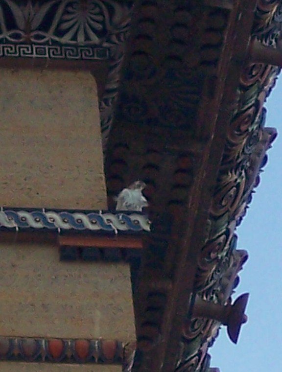 Hawkwatch at the Franklin Institute: News of #3 - and an eyass finally ...