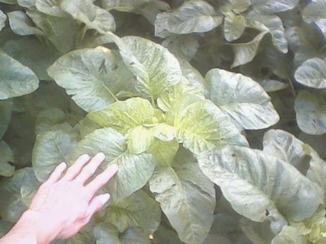 Bayam Peyek, Jenis Bayam Yang Daunnya Lebar - Seputar Ilmu Pertanian