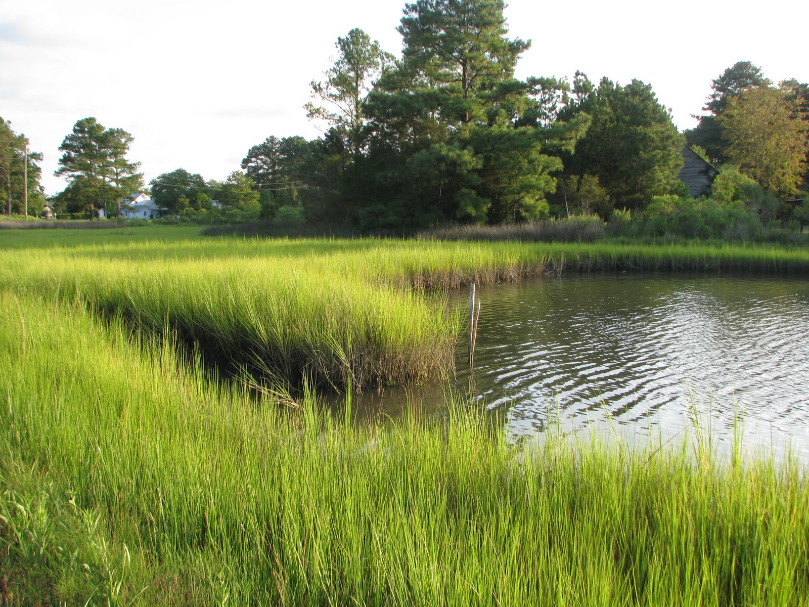 Life in Mathews: Marsh Scenes