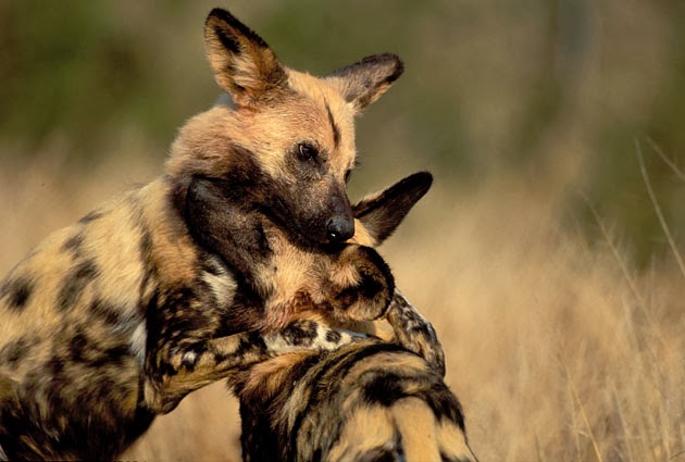 Amazing Animals Pictures: The African wild dog, The Lycaon (Lycaon ...