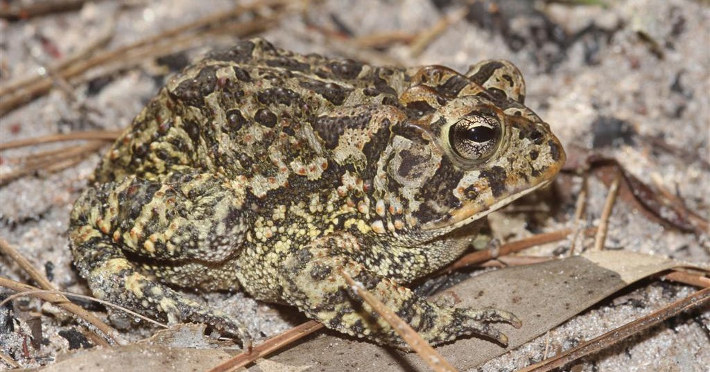 Earth and Space News: North American Southern Toad Habitats Are Peopled ...