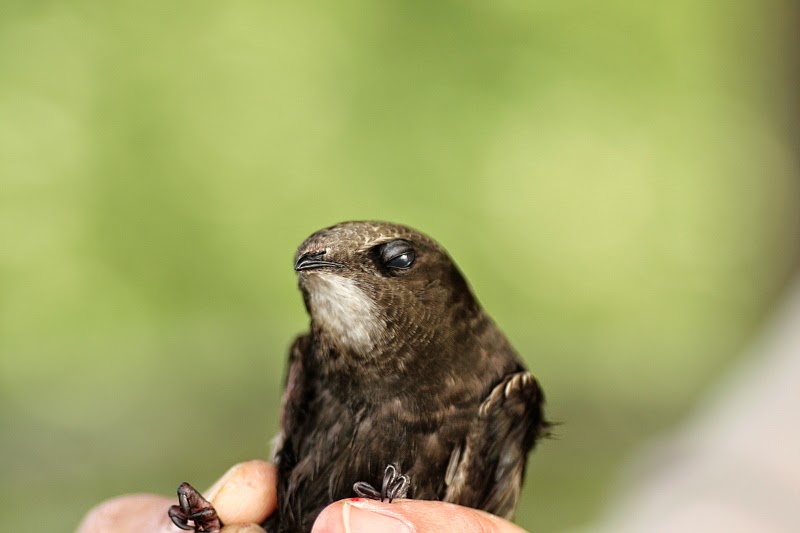 Fotografiando aves en Arteixo: Vencejo común anillado en Cecebre