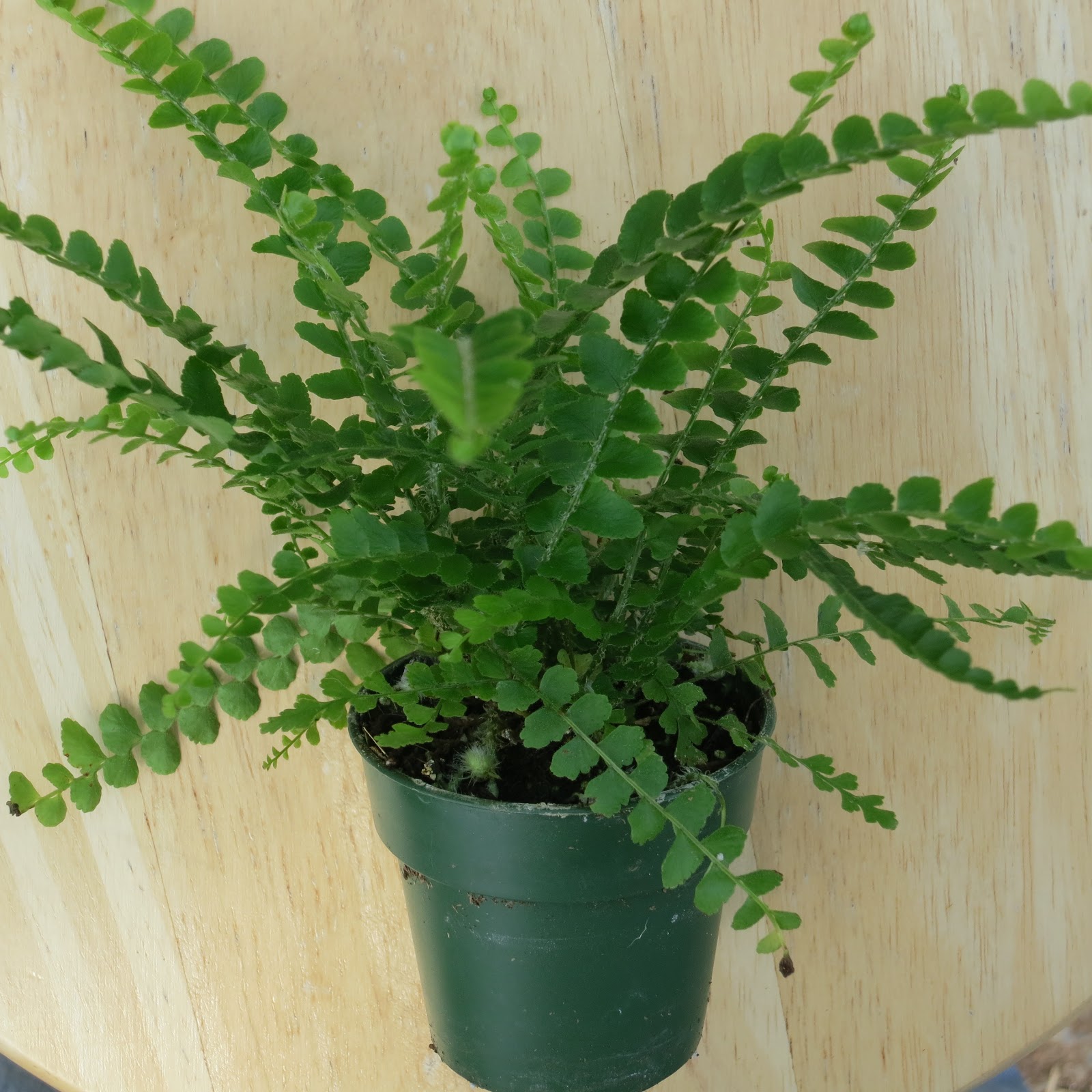 Gary's Specialty Plants: Lemon Button Fern - 'Mini' plants for ...