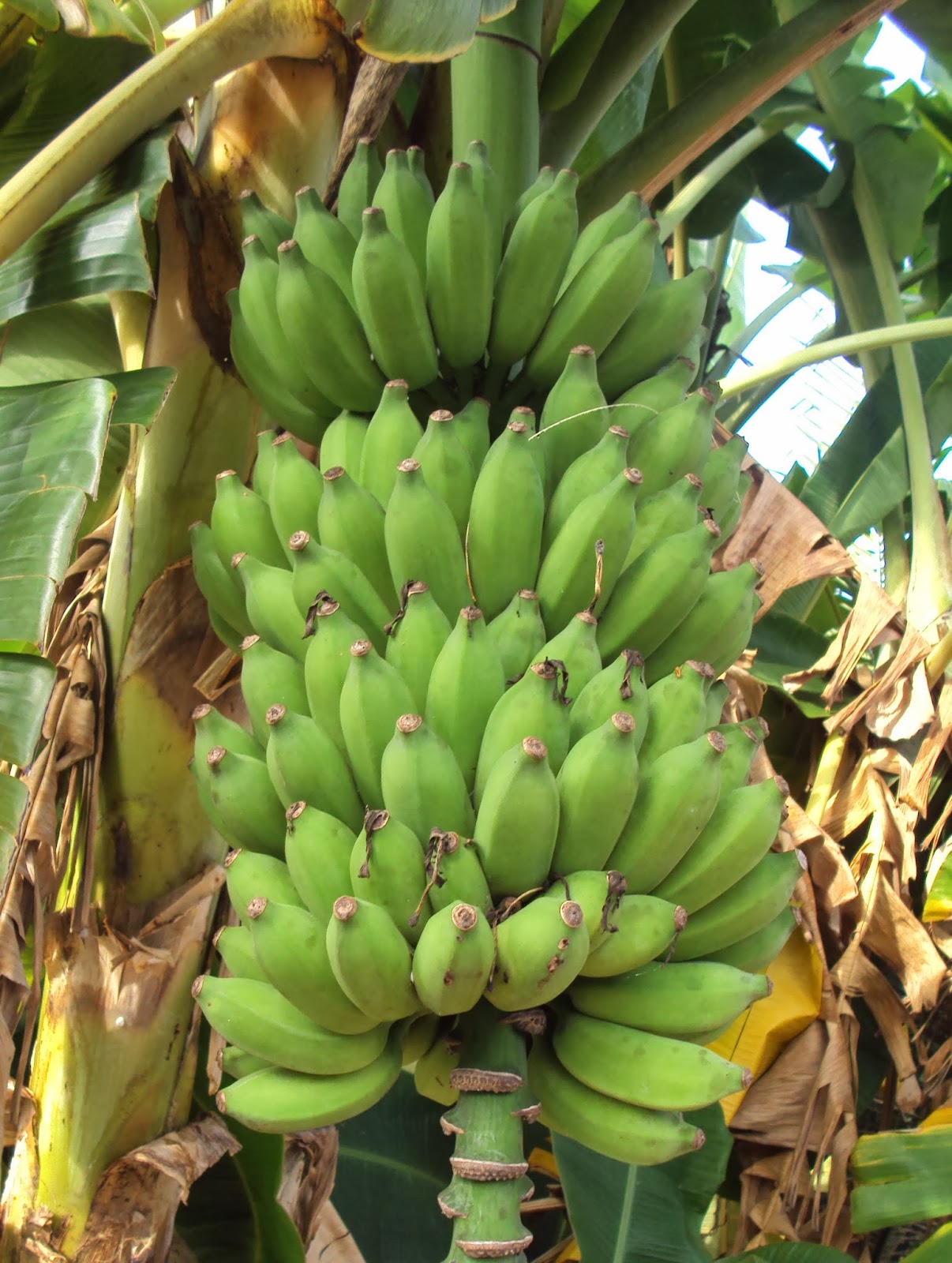 Hang Kebun: PELBAGAI JENIS PISANG