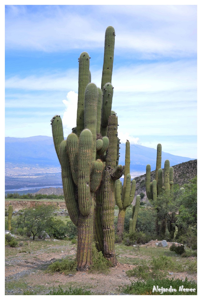 FOTOGRAFOS DE NATURALEZA: CACTUS