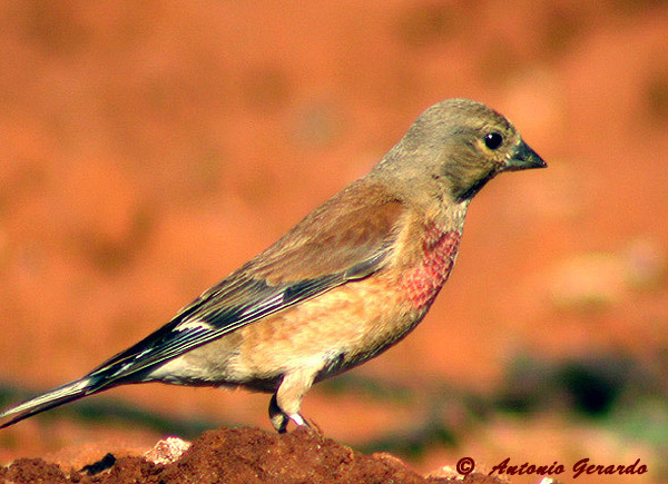 PARDILLO: PARDILLO = CAMACHO = JAMÁS