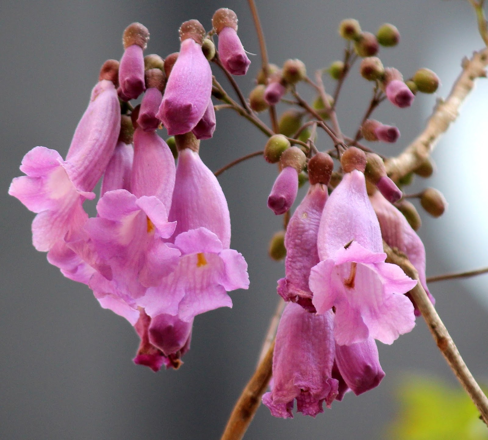 Uma flor por dia: Jacarandá-branco, carobinha