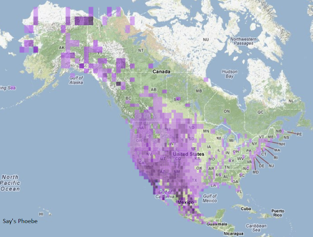 Birding Is Fun!: Say's Phoebe