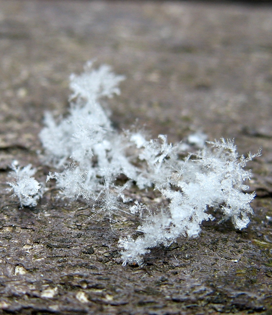 Using Georgia Native Plants: 2015 in Pictures