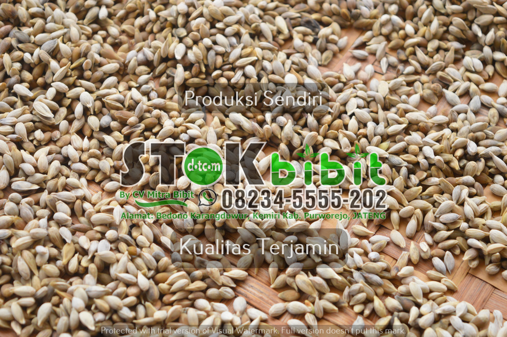 Bisbul buah bisbull - bibit mangga di majalengka