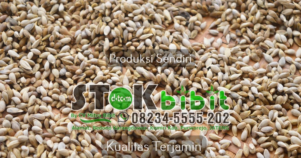 Bisbul buah bisbull - bibit mangga di majalengka