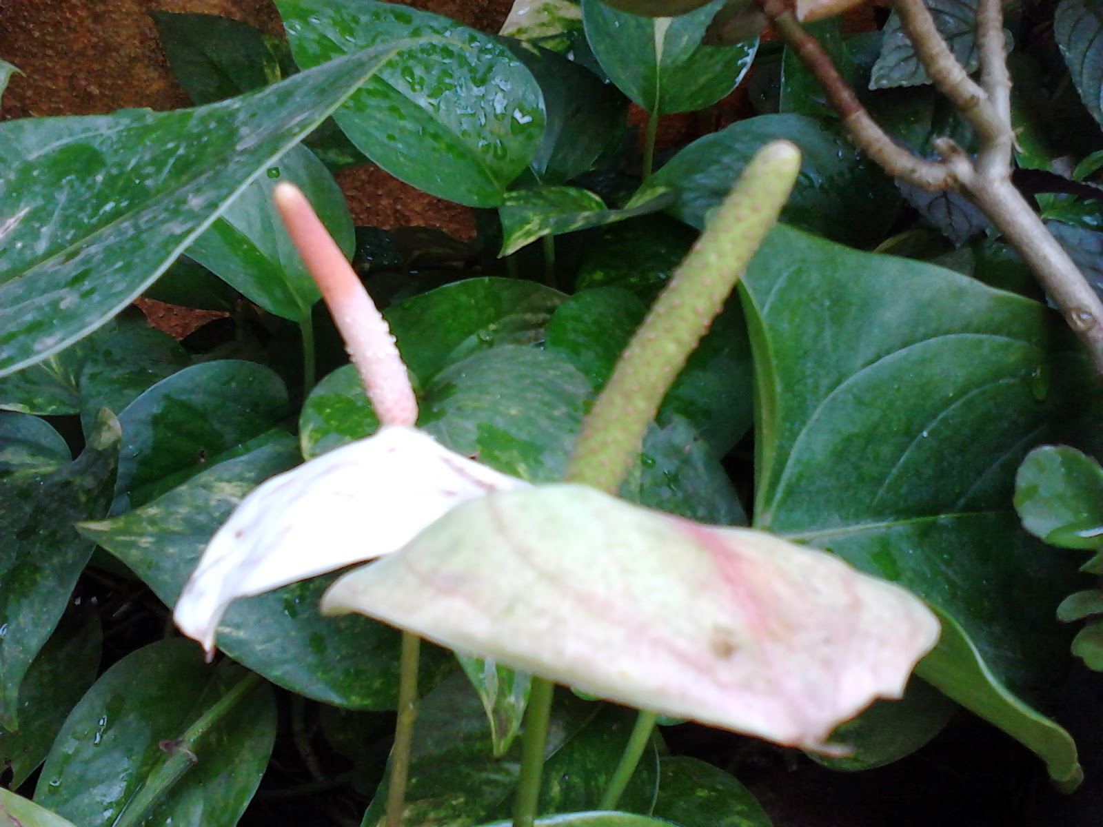 Garden Care Simplified: Exotic Flowers Anthurium Plants Care and Simple ...