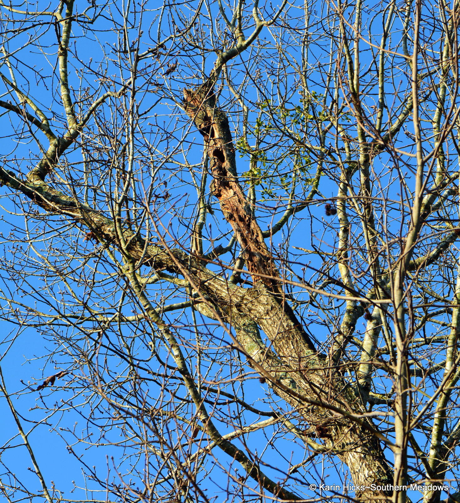 Wildlife Trees