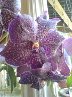 BUNGA ANGGERIK: Koleksi gambar bunga orkid yang cantik (Part 5)