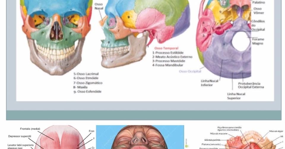 Odontologia Pardo Buck: Anatomia da cabeça e pescoço Odontologia Pardo Buck: Anatomia da cabeça e pescoço