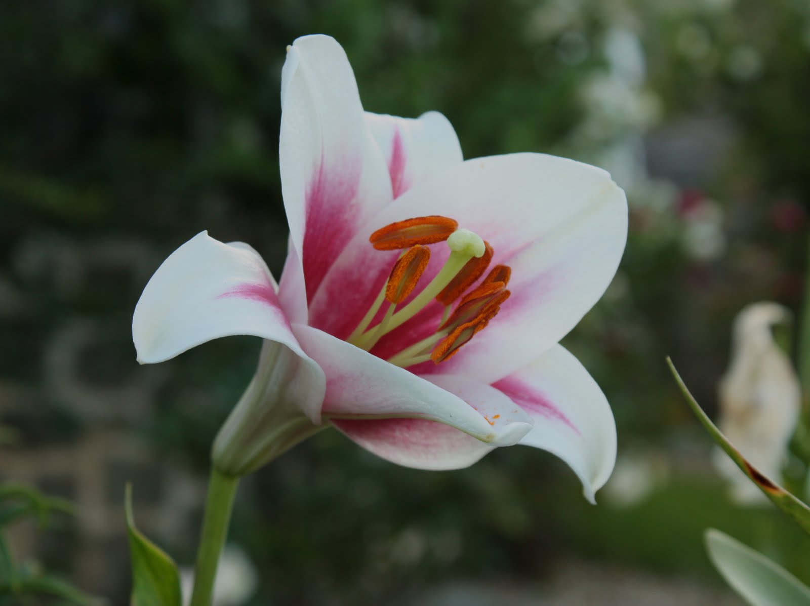 Un jardín en Málaga: lilium Casa Rosa