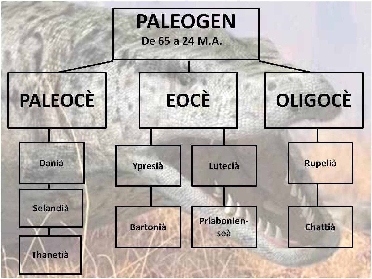 EL JOVE PALEONTÒLEG: Organigrames
