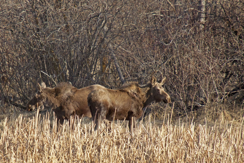 Photography of Ralph Fuchs of St. Albert, Alberta: Wildlife