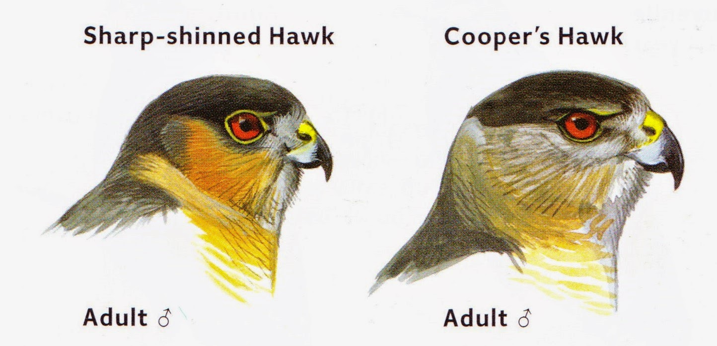 Alix Arthur d'Entremont: Cere position on Sharp-shinned & Cooper's