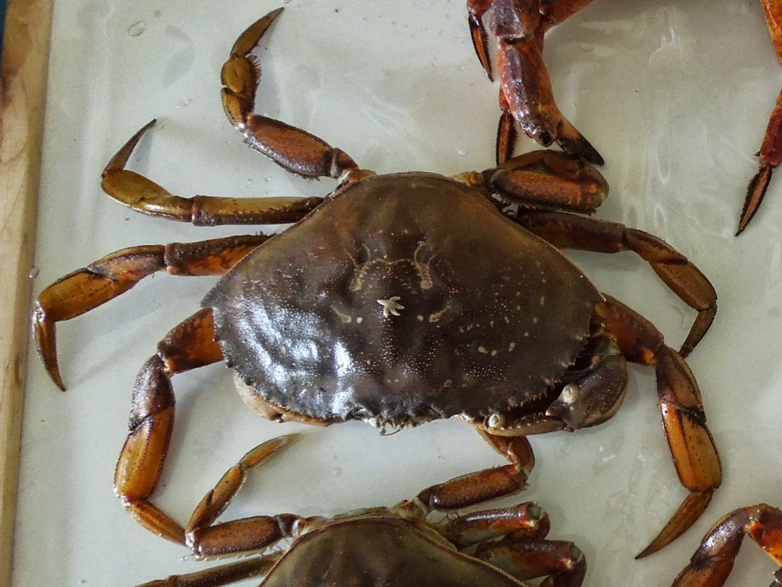 Japanese Bento & Food, Canadian Life and Chihuahua: Lots of Crab ...
