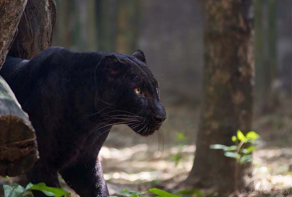 Antonia Jo: Bad-Ass Animals: the Black Panther