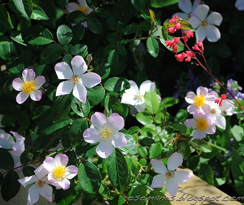 A Rose is a Rose...: Some Spring Roses