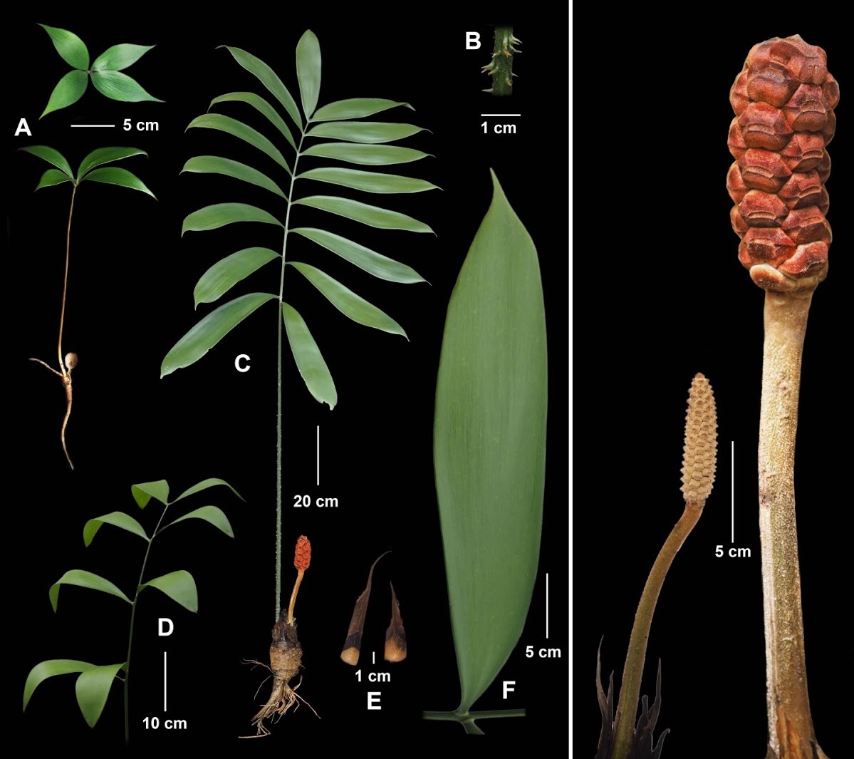 Species New to Science: [Botany • 2018] Zamia paucifoliolata (Zamiaceae ...
