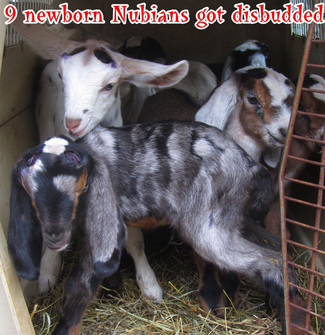 BooneDocksWilcox: disbudded 9 Nubians