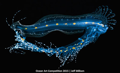 Real Monstrosities: Cusk-eel