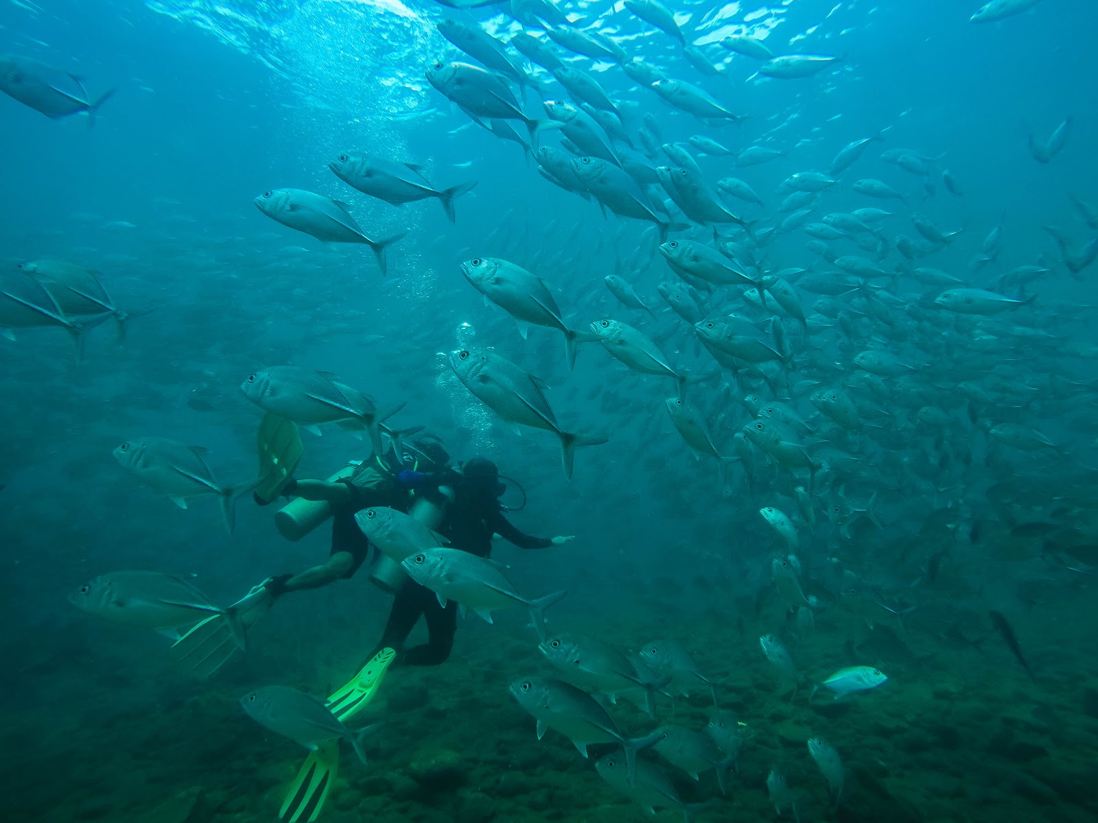 Project Gora Discover Scuba Diving At Bus Stop Dive Resort Bauan project-gora-discover-scuba-diving-at-bus-stop-dive-resort-bauan