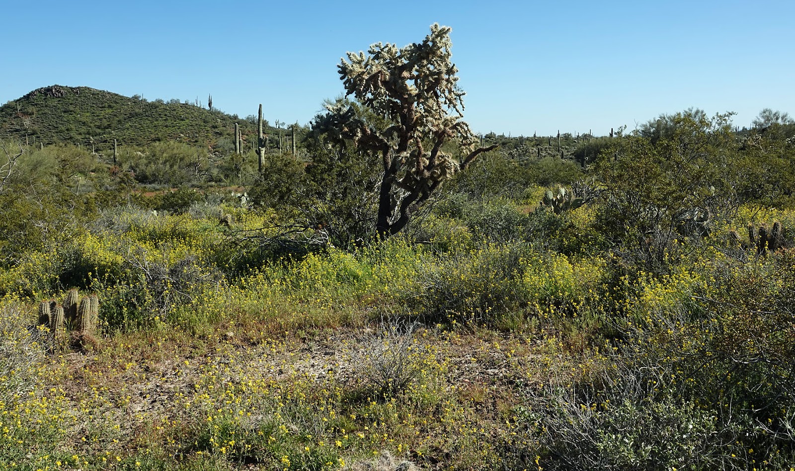 Stan's Travels: Apache Junction, Goldfield & Tortilla Flat, AZ (3/14 &3 ...