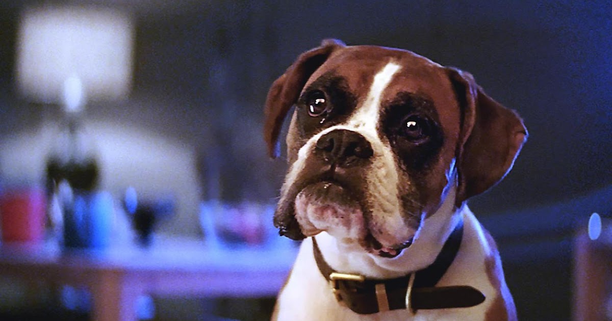 WBHS Business & Economics Blog: Buster The Boxer