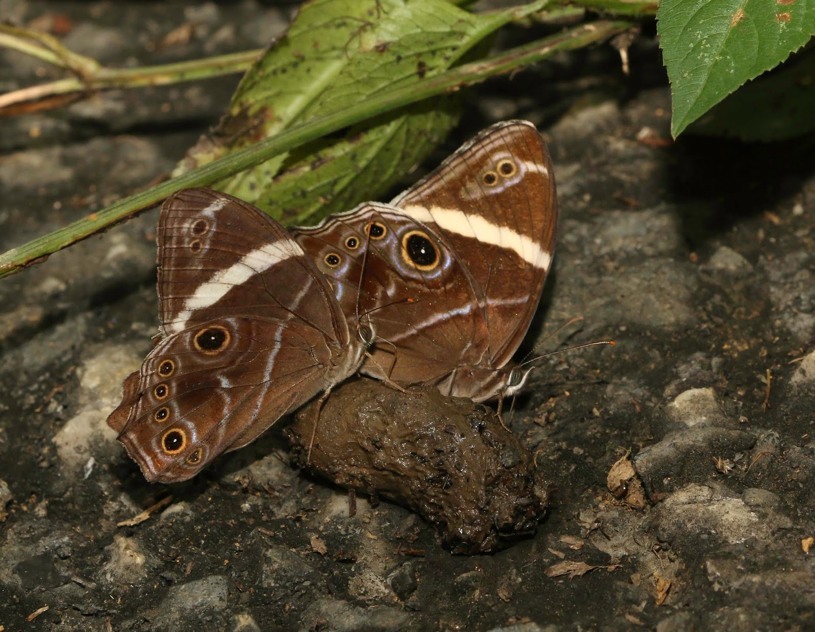 Butterflies of Vietnam: 5. Lethe confusa confusa (The Banded Treebrown)