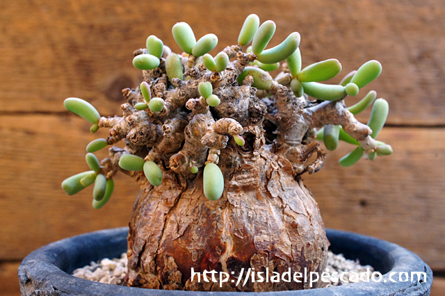 さかなの島: winter caudex