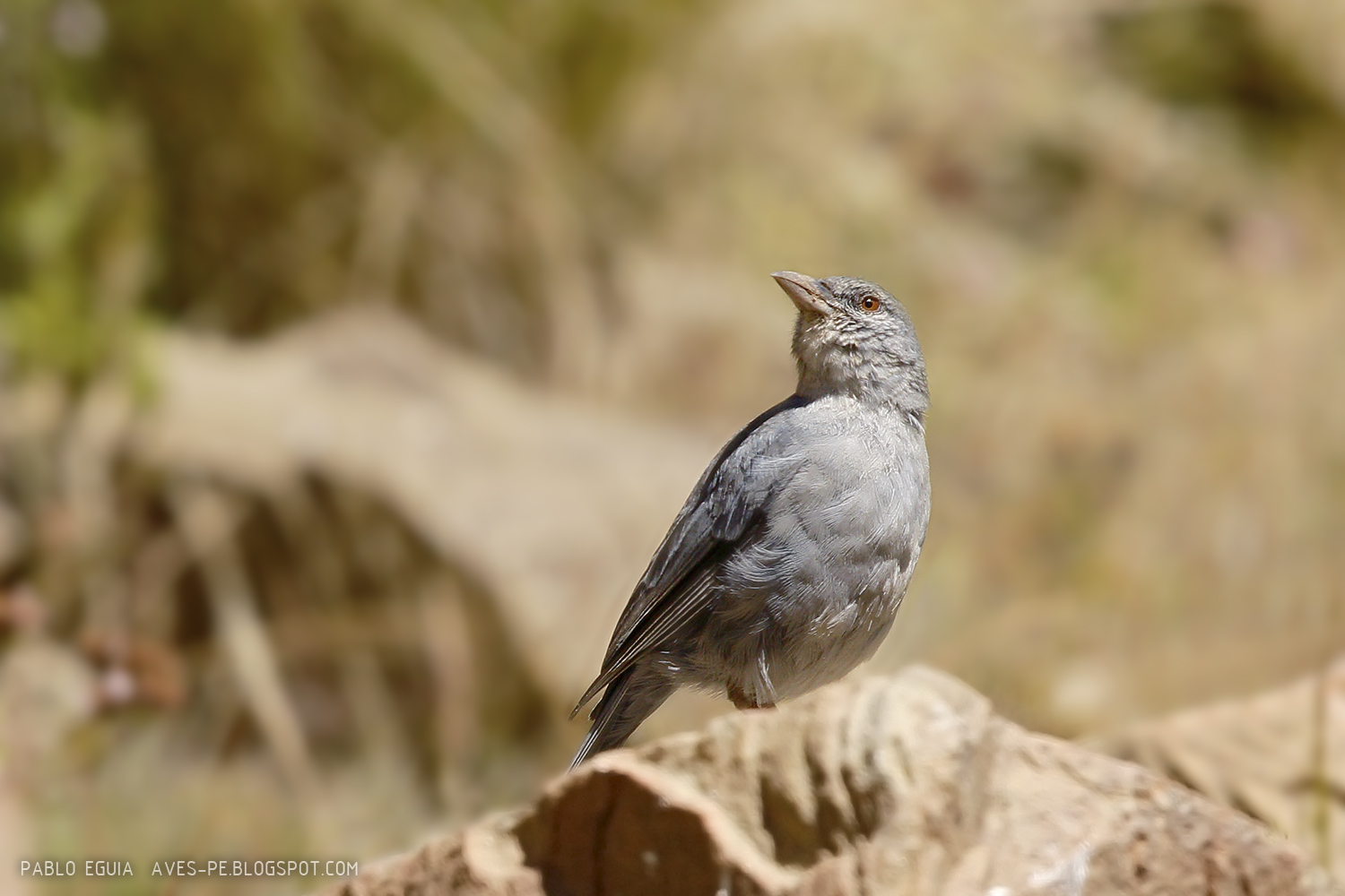 mis fotos de aves: Idiopsar brachyurus Yal Grande Short-tailed Finch