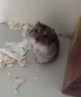 Bungled and the Botched: Video of the Day! Hamster Plays Dead When ...