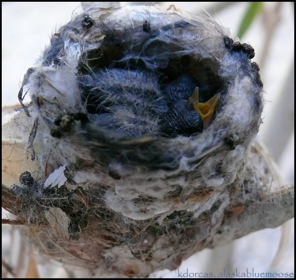 alaska blue moose: Baby Hummingbirds